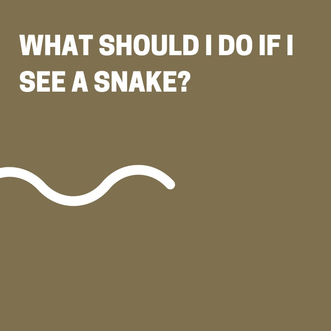 What should I do if I see a snake? – Rhythm First Aid